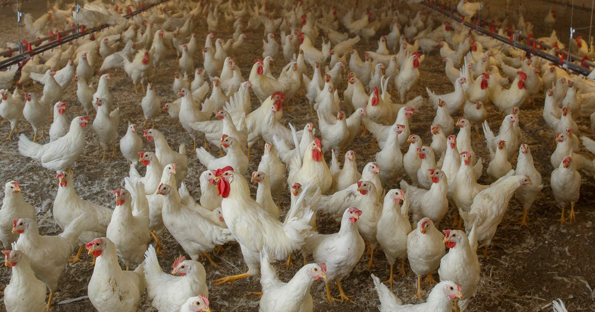 Poultry Production | Risser's Poultry